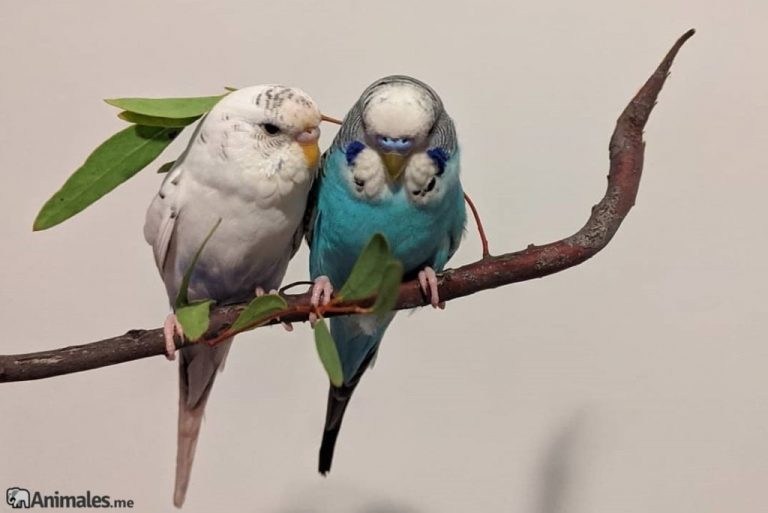Como saber si un periquito es macho o hembra - tuveterinario24.es