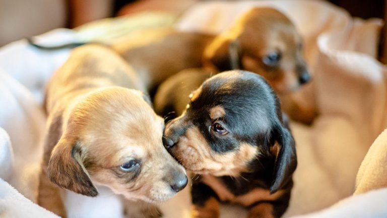 Es bueno capar a un perro? - tuveterinario24.es