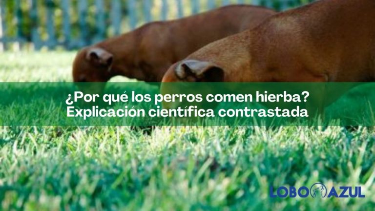 Los beneficios de la hierba para perros - tuveterinario24.es