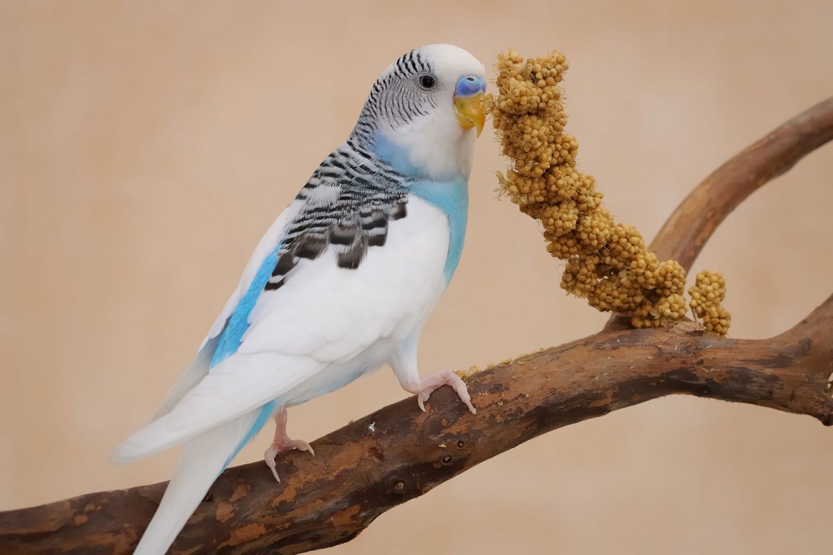 Cómo cantan los periquitos: ¿Qué significa el canto para ellos ...