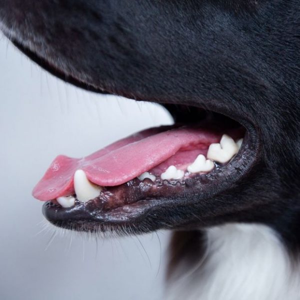 Mi perro tiene espumaPor la boca: ¿Qué significa? - tuveterinario24.es