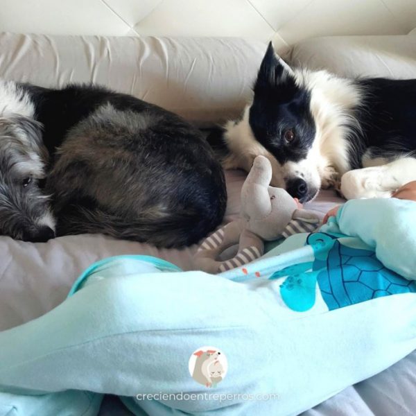 Como es la boca de un perro por dentro - tuveterinario24.es