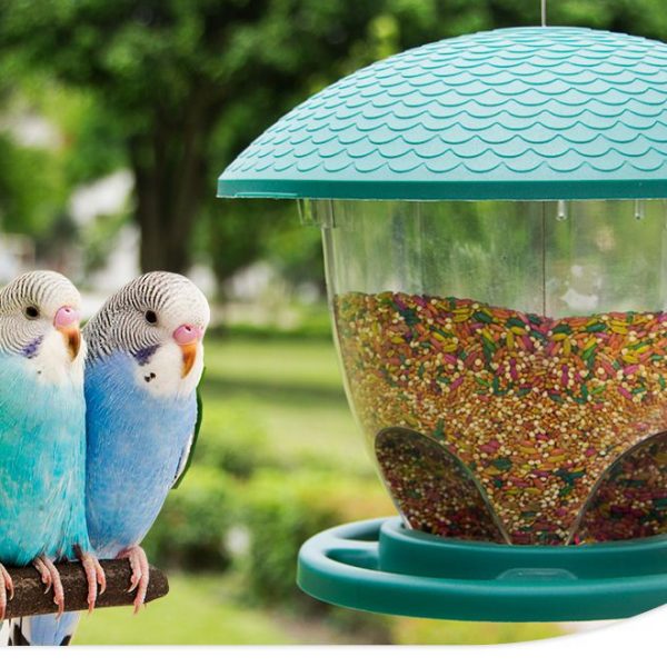 Comida para loros: ¿qué comen los loros? - tuveterinario24.es